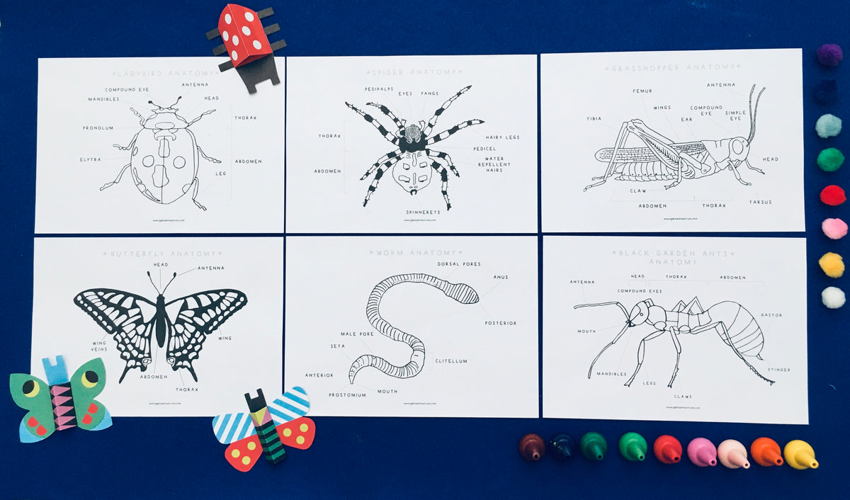 Minibeasts colour in bundle | Insects ladybird worm spider grasshopper ...