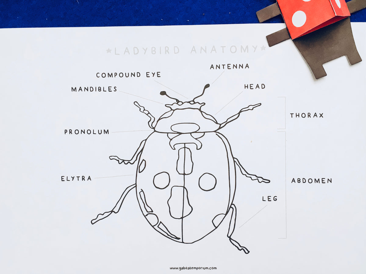 Minibeasts colour in bundle | Insects ladybird worm spider grasshopper ...