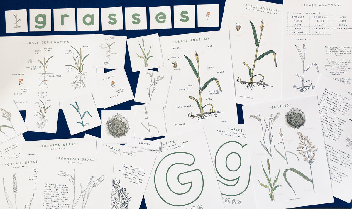 Grass anatomy and germination study unit – GABITAT EMPORIUM
