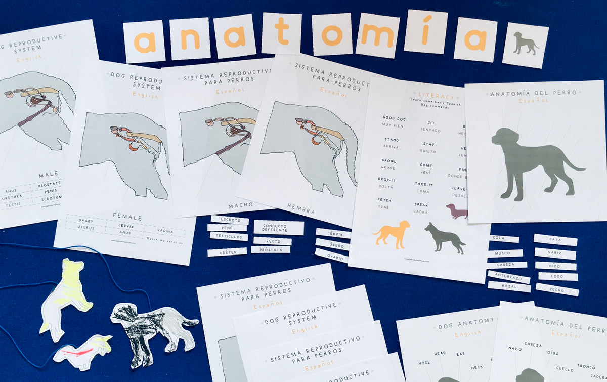Spanish and English Dog anatomy | reproductive system – GABITAT EMPORIUM