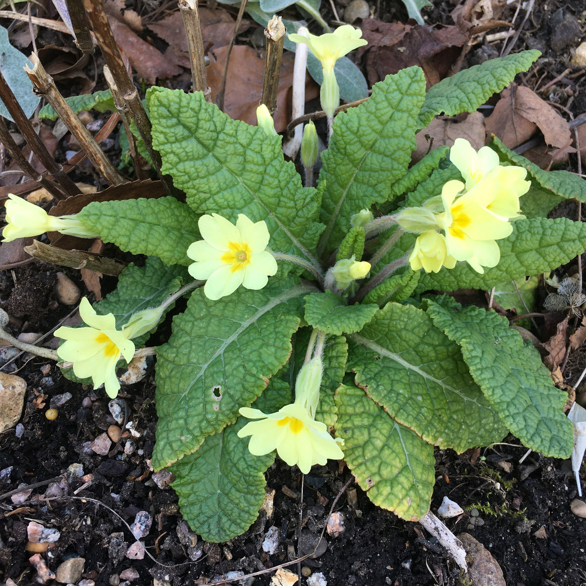 Nurture and Nature connect with Primrose Spring Equinox unit – GABITAT ...
