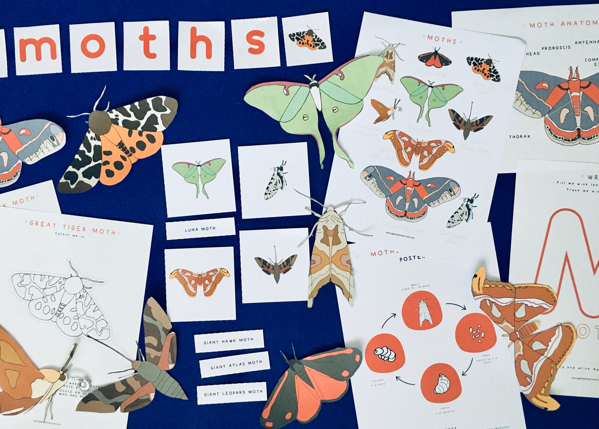 Moth anatomy and lifecycle unit – GABITAT EMPORIUM